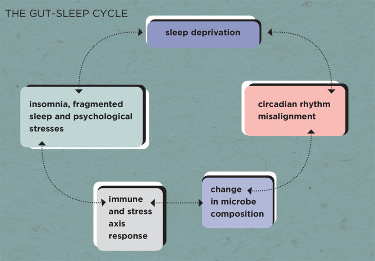 Your Gut Microbiome and Its Connection to Sleep - IDEA Health & Fitness