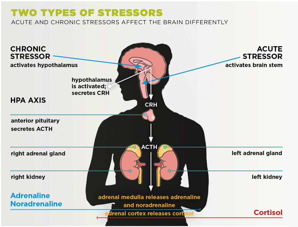 Stress Physiology - IDEA Health & Fitness Association