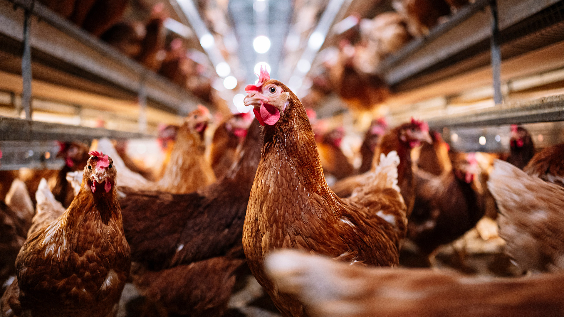 USDA Aims to Make Eating Poultry Safer - IDEA Health & Fitness Association