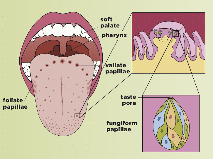 Helping Clients Enjoy the Taste and Culture of Food - IDEA Health ...